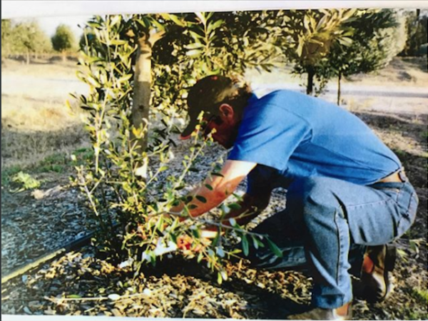Pruning Olive Trees - Tree Lopper Cairns