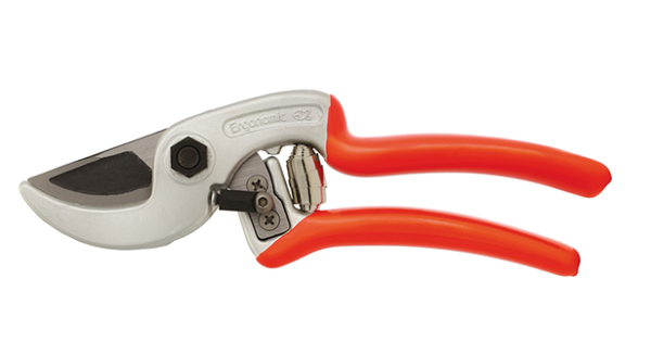 Pruning Olive Trees - Tree Lopper Cairns