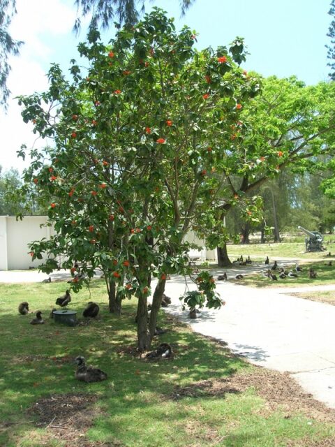 Cordia sebestena ( Geiger tree , Scarlet cordia ) - Tube stock - Tree ...
