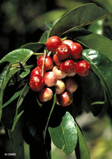Antidesma bunius ( Herbert River Cherry / Bignay ) - Tube stock - Tree ...