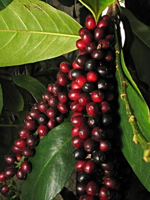 Antidesma bunius ( Herbert River Cherry / Bignay ) - Tube stock - Tree ...