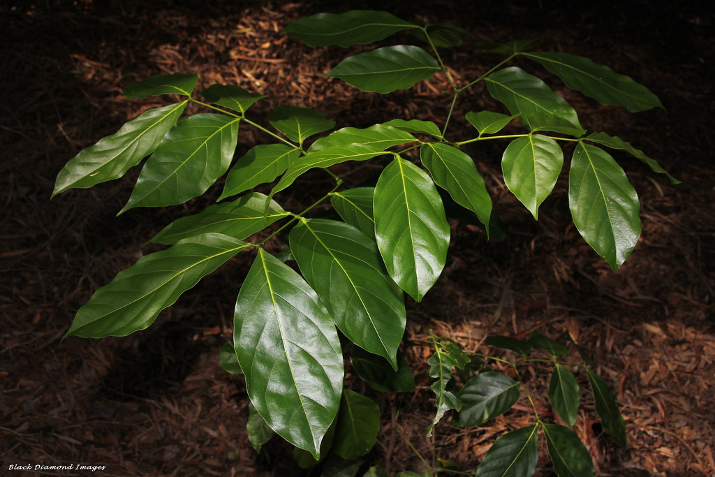 Archidendron lucyi ( Scarlet Bean ) - Tube stock - Tree Lopper Cairns