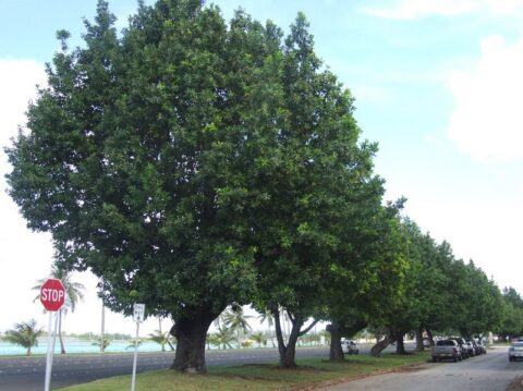 Calophyllum inophyllum (Beauty Leaf, Beach Calophyllum) - Tube stock ...
