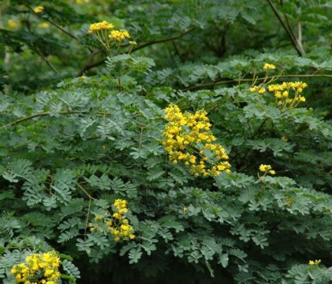 Libidibia ferrea ( Brazilian ironwood/Leopard tree )- Tube stock - Tree ...