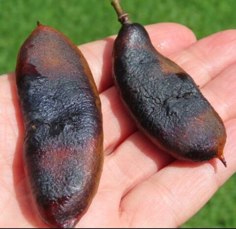 Libidibia ferrea ( Brazilian ironwood/Leopard tree )- Tube stock - Tree ...