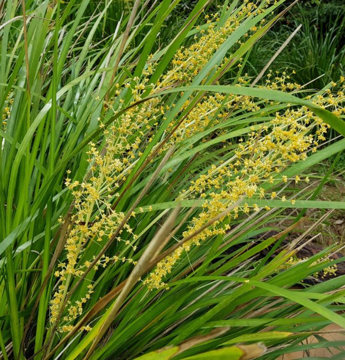 Lomandra hystrix (mat rush) - 140mm Square Pot - Tree & Arbor Supplies