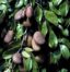 Maniltoa lenticellata (Cascading Bean)- Tube stock - Tree & Arbor Supplies