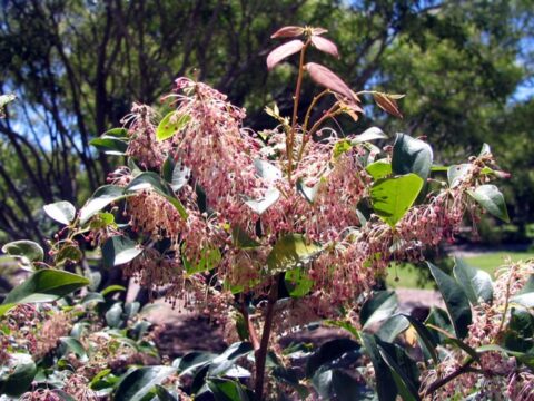 Phyllanthus cuscutiflorus (Pink phyllanthus) - Tube stock - Tree ...