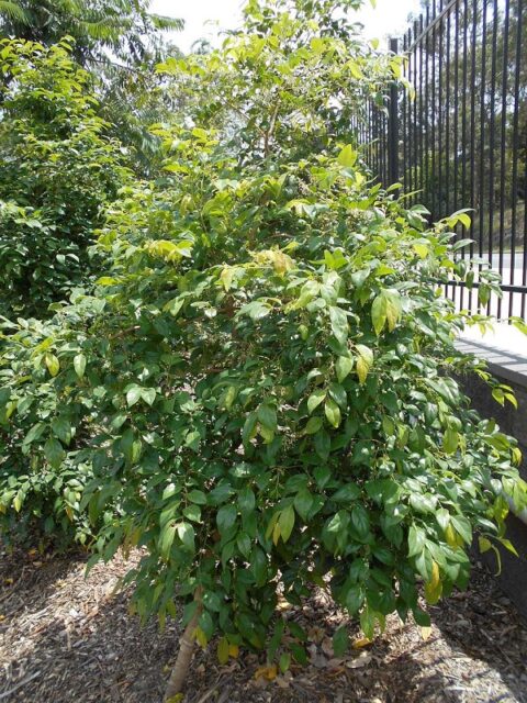 Phyllanthus cuscutiflorus (Pink phyllanthus) - Tube stock - Tree ...