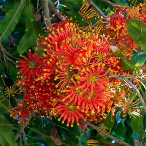 Stenocarpus sinuatus ( Fire wheel tree, Wheel of fire tree ) - Tube ...