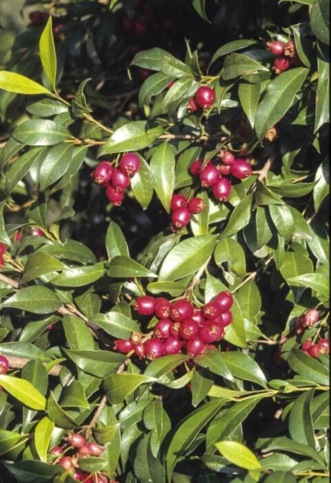 Syzygium australe ( Creek lilly pilly/Brush cherry ) - Tube stock ...