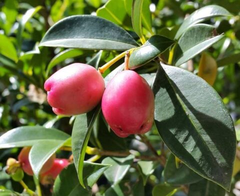 Syzygium australe ( Creek lilly pilly/Brush cherry ) - Tube stock ...