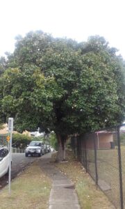 Syzygium forte Subsp potamophilum (Flaky barked/Brown satinash /White ...