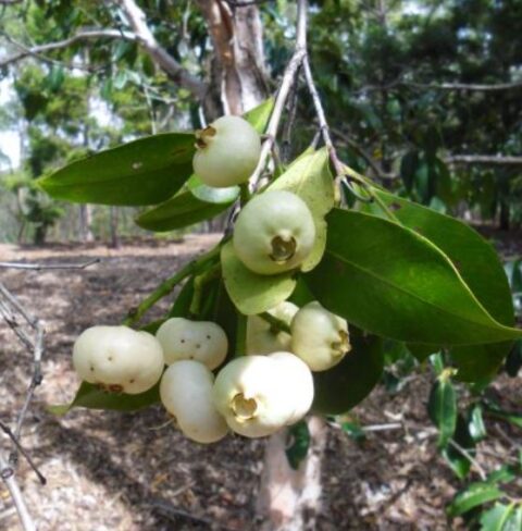 Syzygium forte Subsp potamophilum (Flaky barked/Brown satinash ) - Tube ...