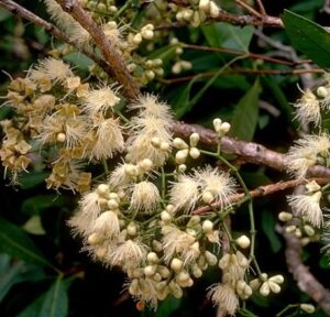 Syzygium forte Subsp potamophilum (Flaky barked/Brown satinash ) - Tube ...