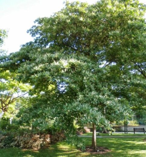 Terminalia muelleri ( Australia almond / Mueller's damson ) - Tube ...