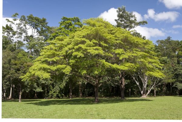 Terminalia sericocarpa (Damson) - Tube stock - Tree Lopper Cairns