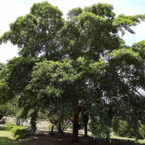 Terminalia sericocarpa (Damson) - Tube stock - Tree & Arbor Supplies