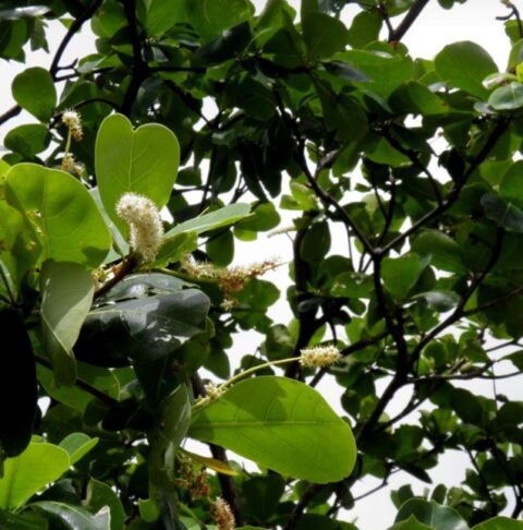 Terminalia arenicola ( Brown damson ) - Tube stock - Tree & Arbor Supplies