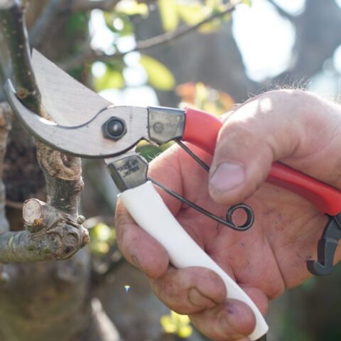 Okatsune Pruning Shear 180mm/200mm/210mm (No.101/103/104) - Tree ...