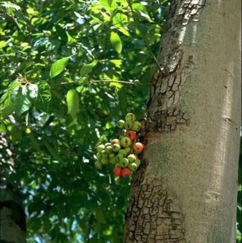Ficus racemosa (Cluster Fig) - Tube stock - Tree & Arbor Supplies