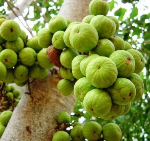 Ficus racemosa (Cluster Fig) - Tube stock - Tree & Arbor Supplies