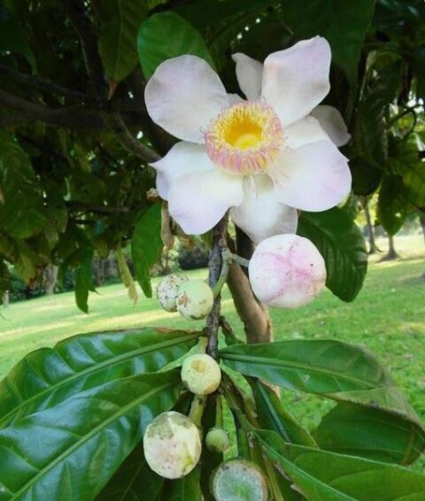 Gustavia superba (Membrillo, Heaven Lotus) - Tube stock - Tree & Arbor ...