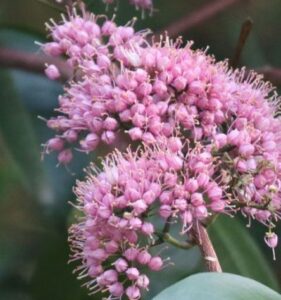 Melicope elleryana ( Pink Evodia / Pink-flowered Doughwood ) - Tube ...