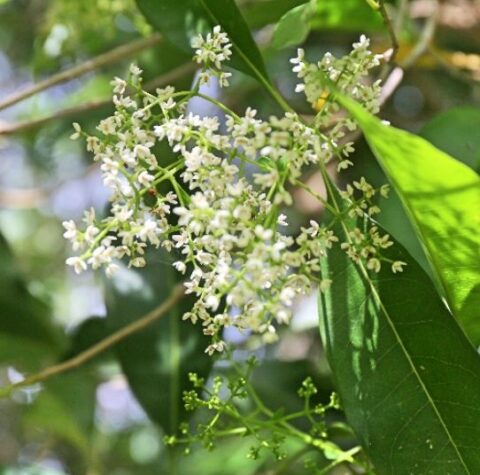 Chionanthus ramiflorus ( Northern Olive , Native Olive ) - Tube Stock ...