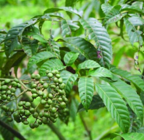 Leea indica ( Bandicoot Berry ) - Tube Stock - Tree & Arbor Supplies