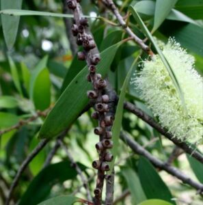 Melaleuca cajuputi ( Paper Bark / Cajuput ) - Tube Stock - Tree & Arbor ...