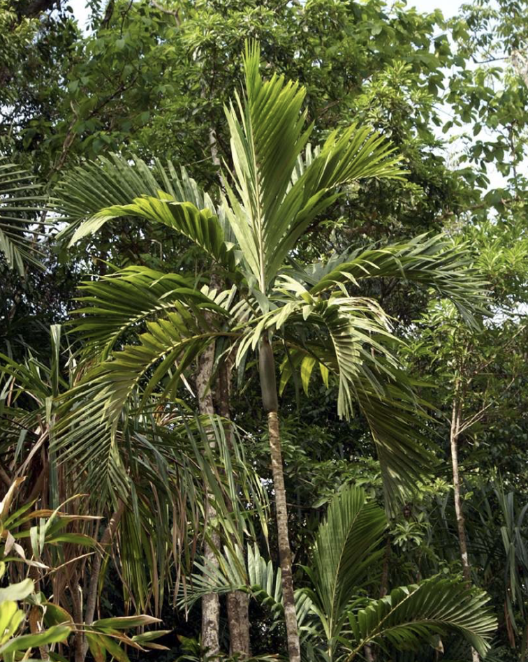 Ptychosperma elegans (Solitaire palm) - Tube stock - Tree & Arbor Supplies