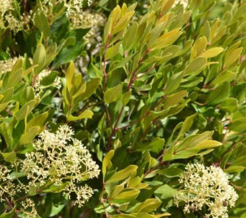 Syzygium hemilamprum ( Broad-leaved lilly pilly ) - Tube Stock - Tree ...