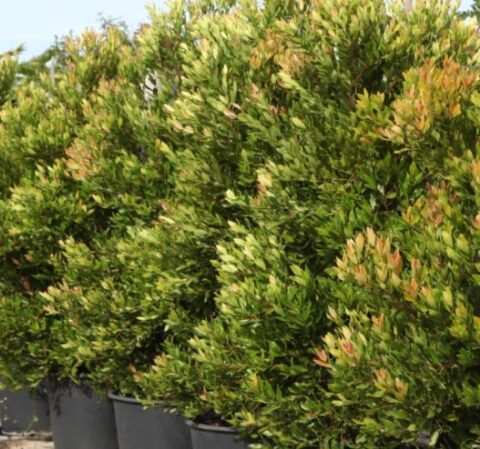 Syzygium hemilamprum ( Broad-leaved lilly pilly ) - Tube Stock - Tree ...