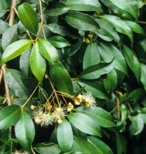 Syzygium oleosum ( Blue lilly pilly / Blue cherry ) - Tube Stock - Tree ...