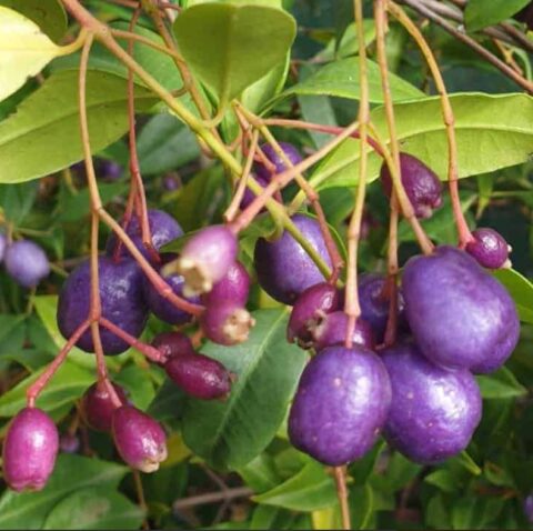Syzygium oleosum ( Blue lilly pilly / Blue cherry ) - Tube Stock - Tree ...