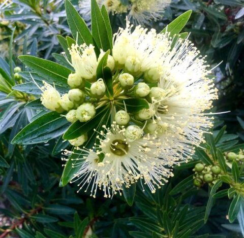 Xanthostemon verticillatus ( Bloomfield Penda ) - Tube stock - Tree ...