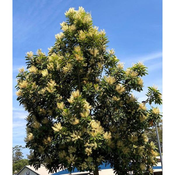 Darlingia darlingiana (Brown Silky Oak) - Tube stock - Tree & Arbor ...