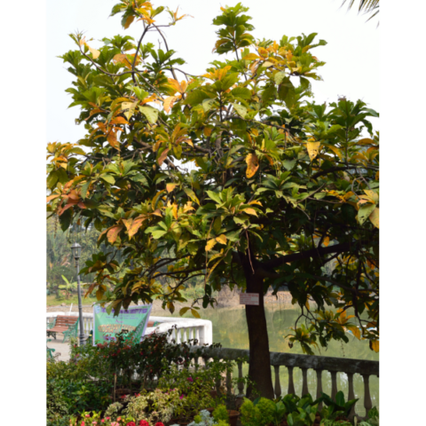 Barringtonia racemosa (Freshwater Mangrove/Common Putat) - Tube Stock ...