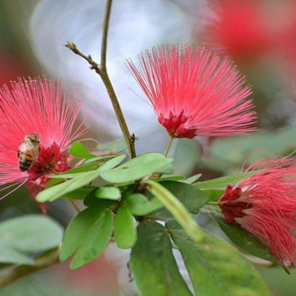 Calliandra haematocephala 'Nana' (Dwarf Red Powder Puff) - Tube stock ...