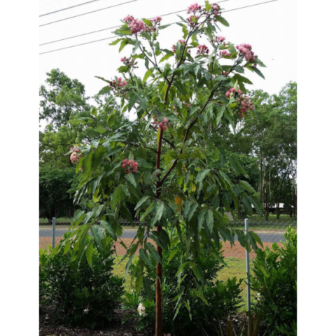 Corymbia ptychocarpa (Swamp Bloodwood) -Tube Stock - Tree & Arbor Supplies