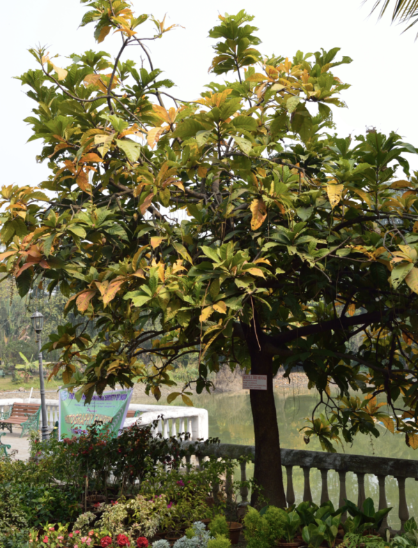 Barringtonia racemosa (Freshwater Mangrove/Common Putat) - Tube Stock ...