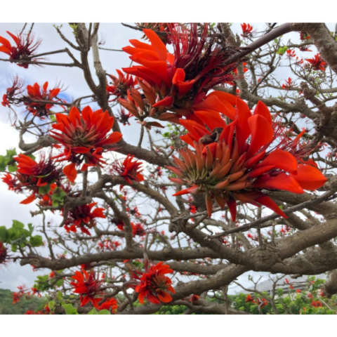 Erythrina variegata (Indian Coral Tree) - Tube Stock - Tree & Arbor ...