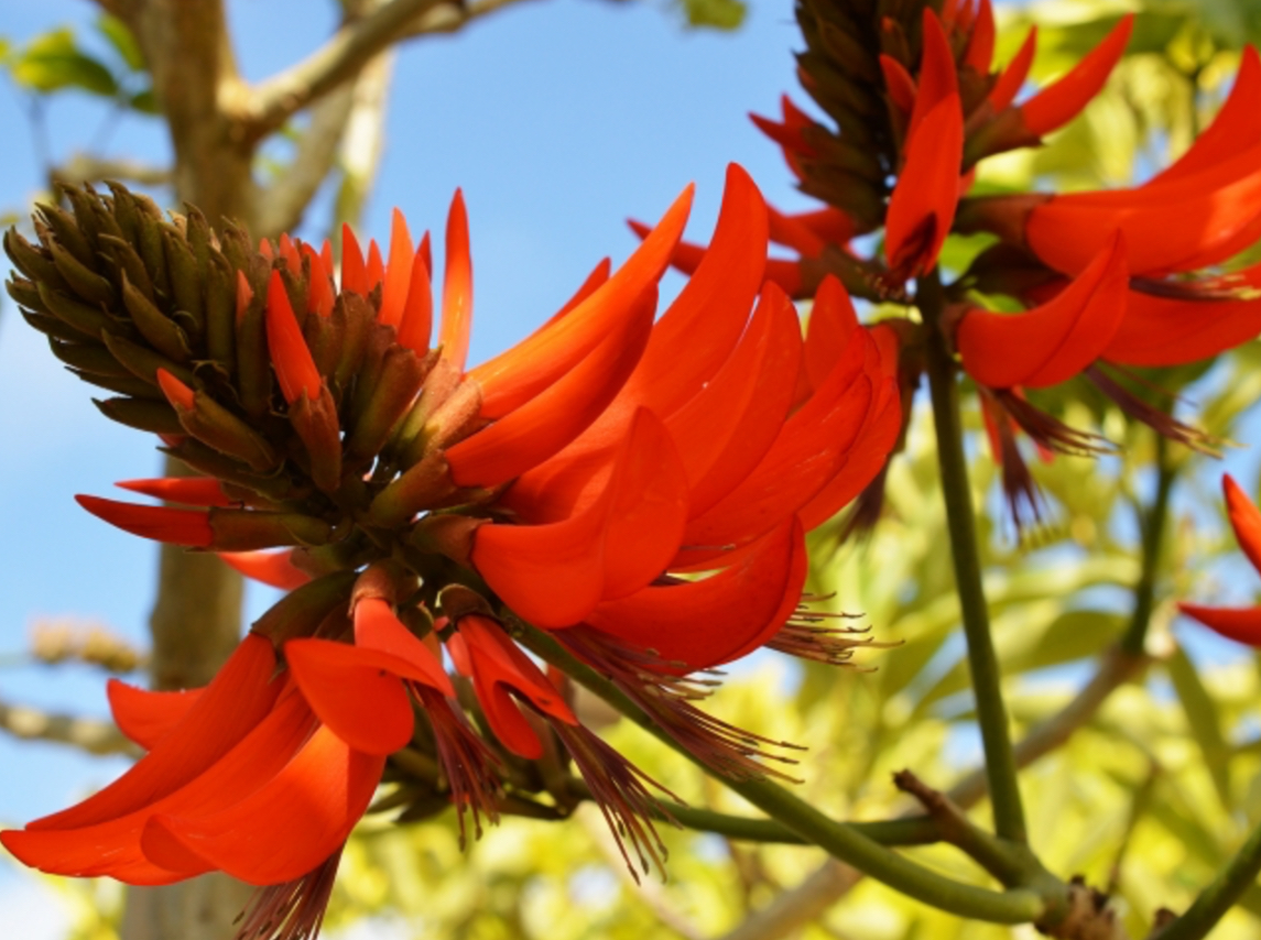 Erythrina variegata (Indian Coral Tree) - Tube Stock - Tree & Arbor ...