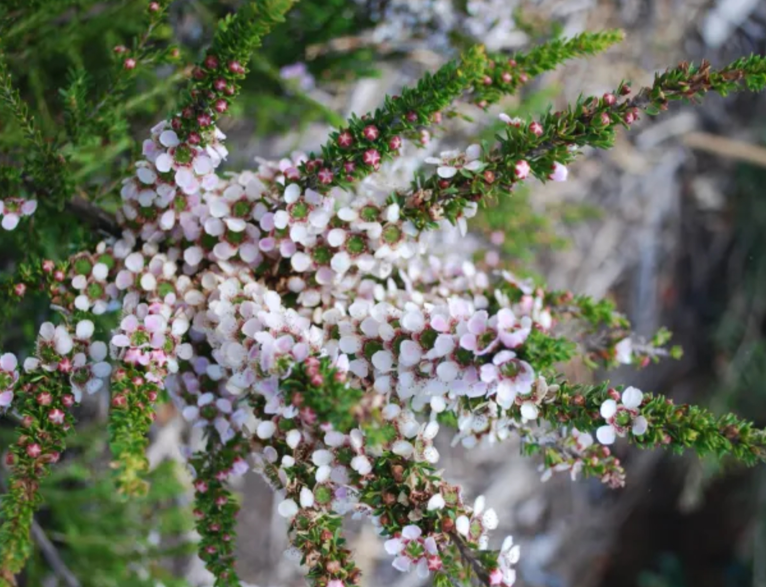 Leptospermum liversidgei (Mozzie Blocker) - Tube Stock - Tree & Arbor ...
