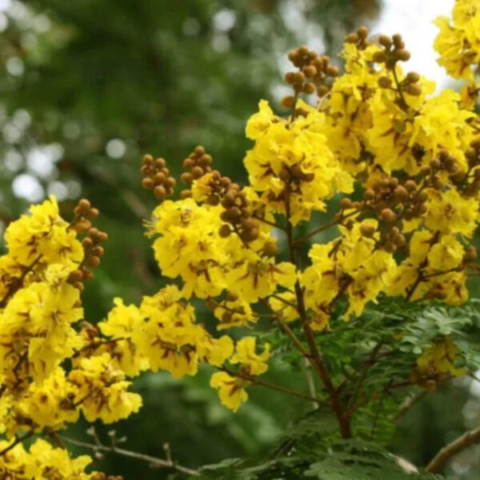 Peltophorum pterocarpum (Yellow Flame Tree) - Tube Stock - Tree & Arbor Supplies