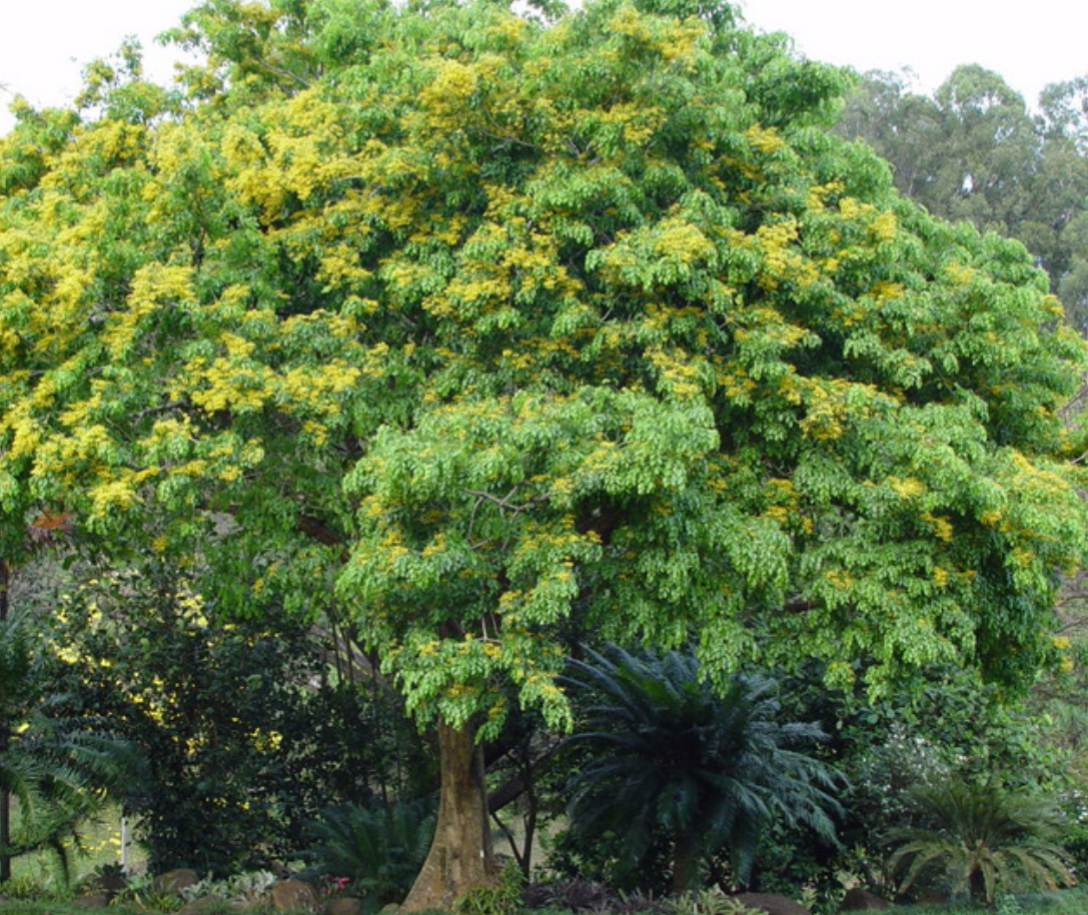Pterocarpus indicus (Burmese Rosewood) - Tube Stock - Tree & Arbor Supplies