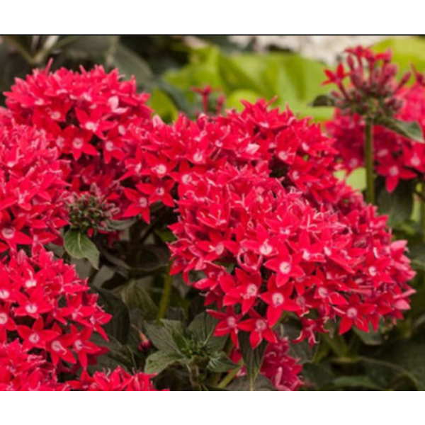 Pentas lanceolata 'Red' (Egyptian Star) - Tube Stock - Tree & Arbor ...