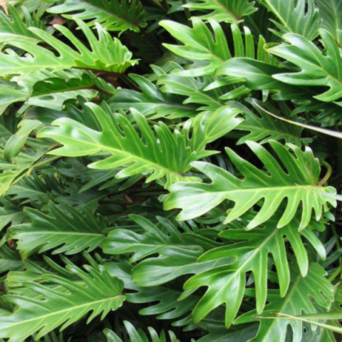 Philodendron xanadu (Thaumatophyllum xanadu) - 200mm Pot - Tree & Arbor ...