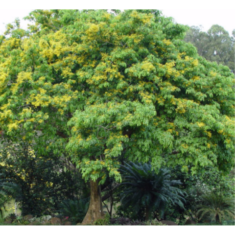 Pterocarpus indicus (Burmese Rosewood) - Tube Stock - Tree & Arbor Supplies